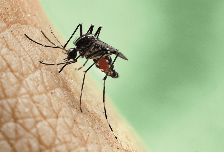 UK Insect Bites | Bugs That Bite UK | Hey Pharmacist